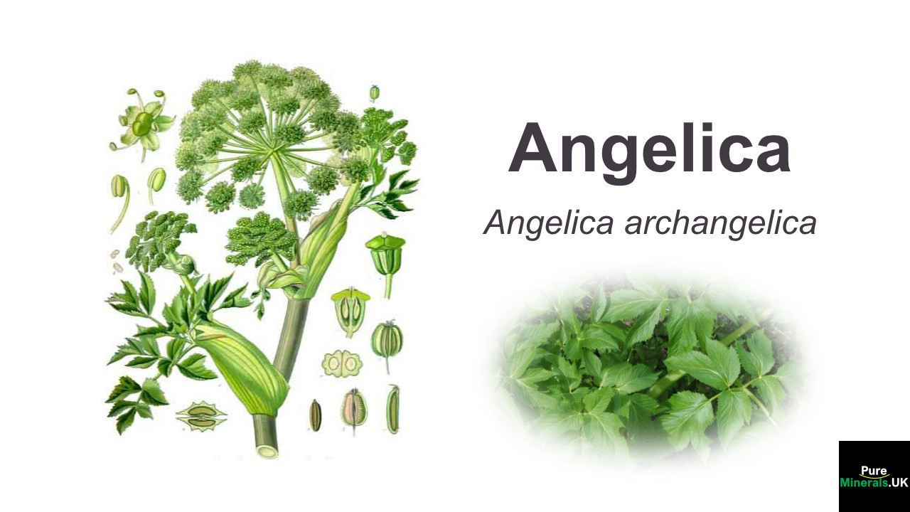 Angelica: Benefits And Uses Herbal Guide | PureMinerals