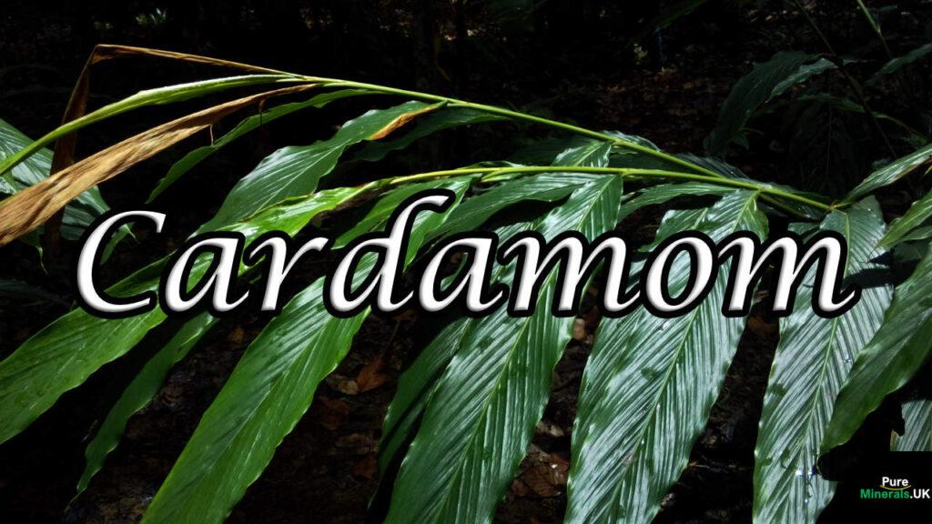 Cardamom Uses | Aromatic Spice Guide