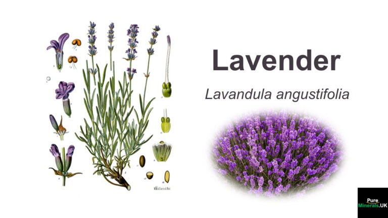 Lavender Health Benefits: 6 Amazing Things To Know