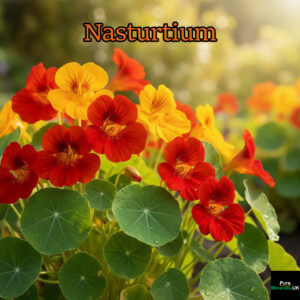 Nasturtium: Uses, Nutrition And Recipes | PureMinerals