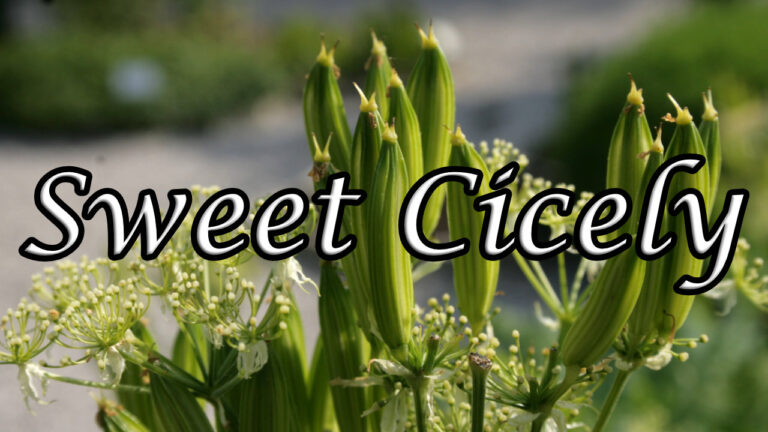 Sweet Cicely: Uses, History And Recipes | PureMinerals