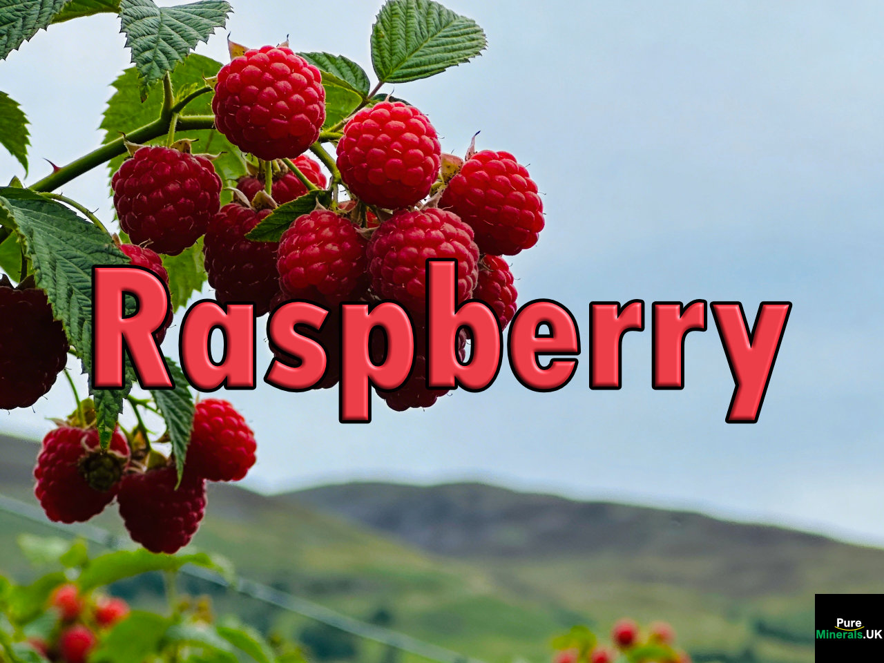 Raspberry: Benefits And Culinary Guide | PureMinerals
